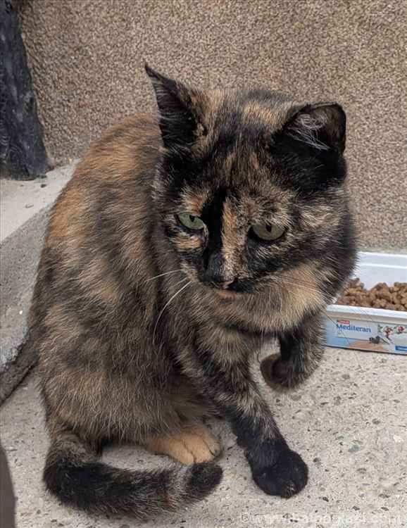 Maca Narandžica traži dom | Halo Oglasi