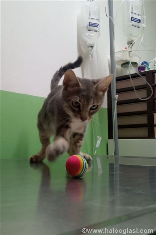 Macka,maca trazi dom | Halo Oglasi