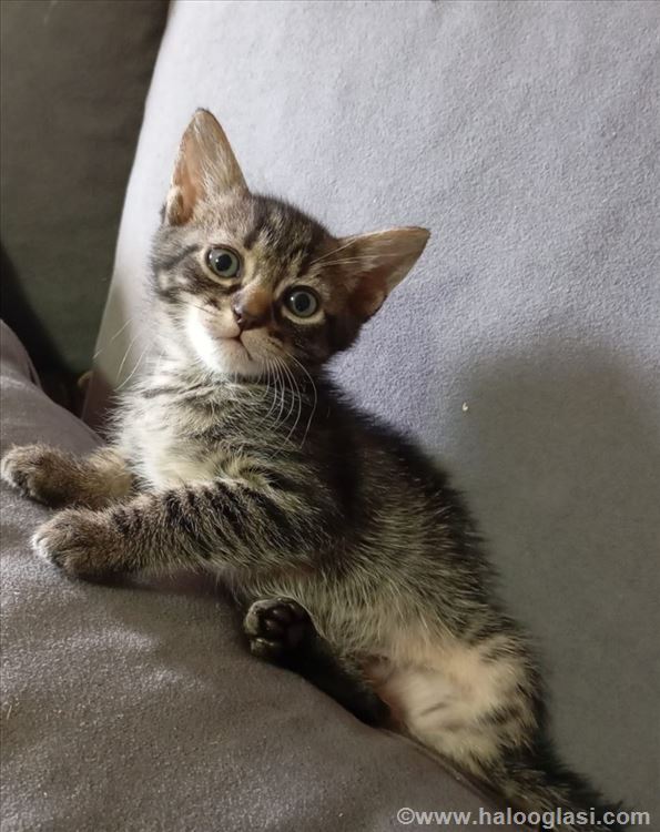 Pufnasto mače traži dom | Halo Oglasi