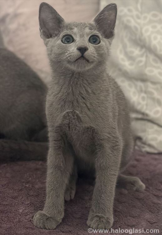 Ruska plava, mlada mačka | Halo Oglasi