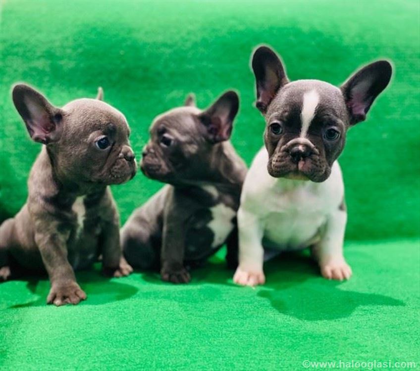 Francuski buldog štenci egzotične plave boje | Halo Oglasi