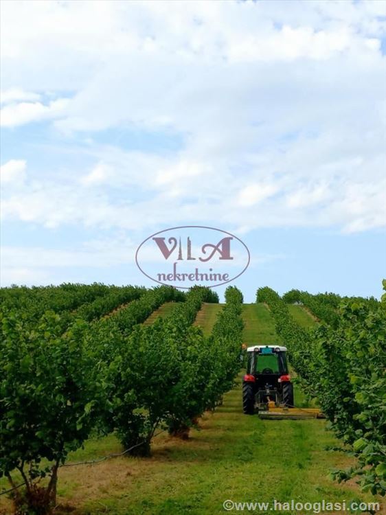 Sremska Mitrovica, Ležimir, Fruška gora, Plantaža | Halo Oglasi