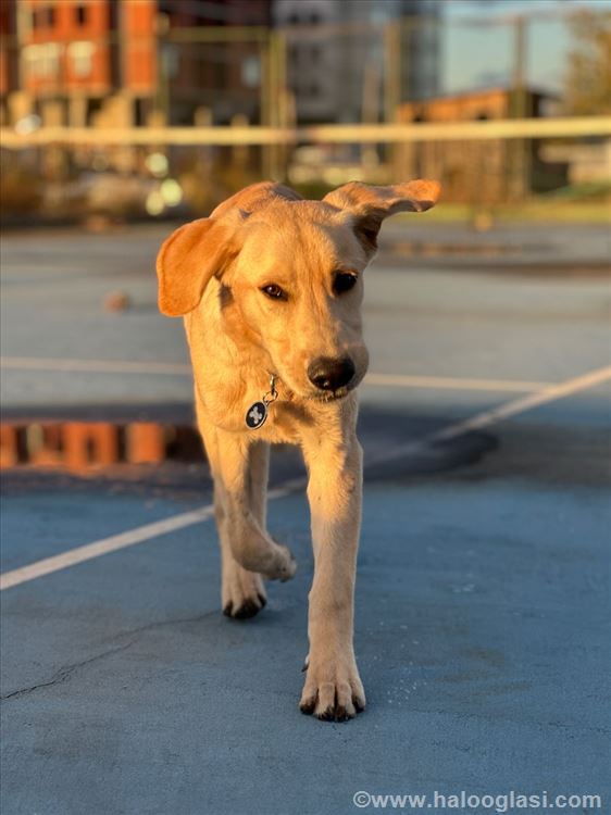 Mesanac retriever trazi dom (moguc transport) | Halo Oglasi