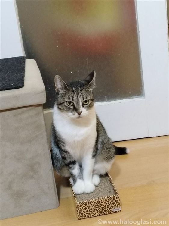 Mlada mačka traži dom | Halo Oglasi