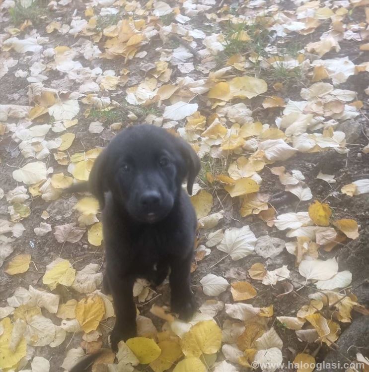 Boban trazi dom | Halo Oglasi