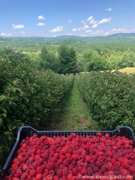 Sadnice maline stari Vilamet, Glen Ample, Crni VIl | Halo Oglasi