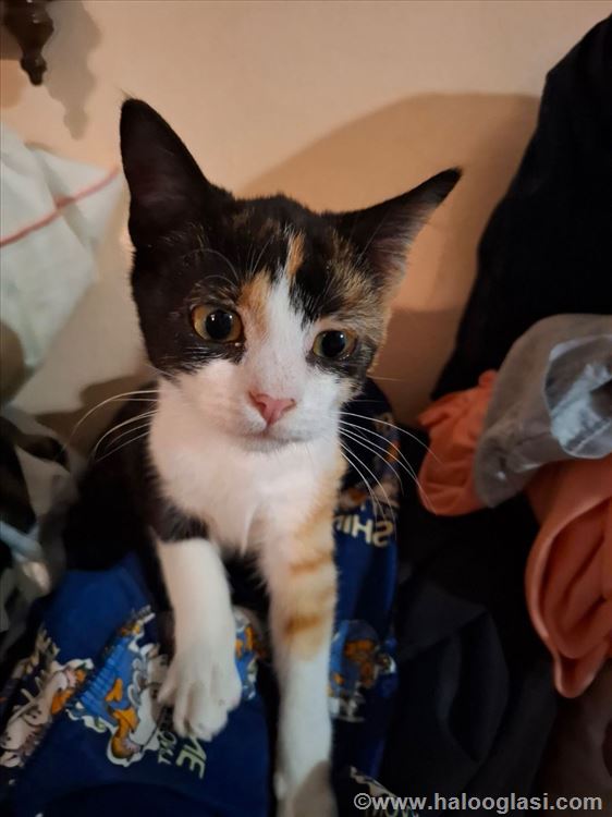 Lili trobojna unikatna pufna maca mače trazi dom | Halo Oglasi