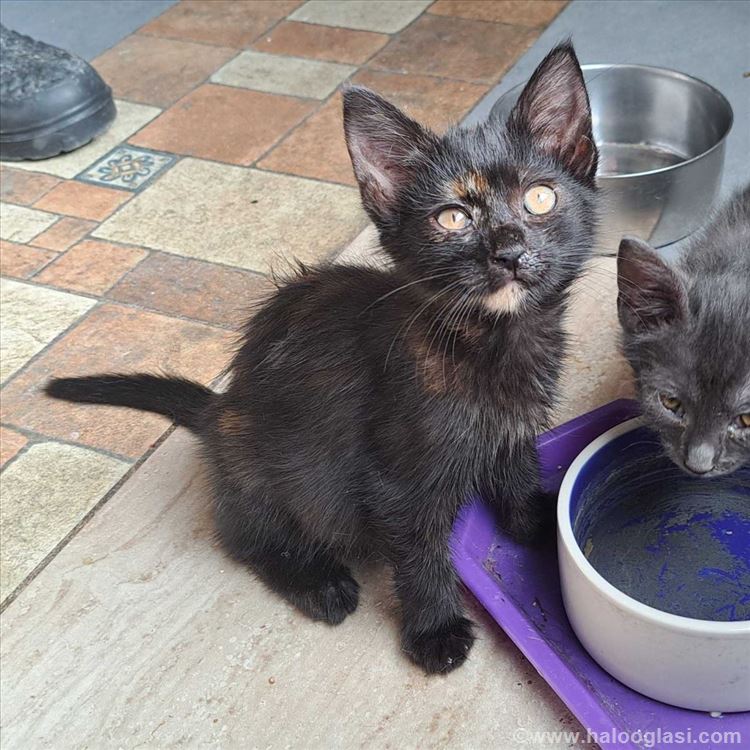 Malo mače Stela trazi dom, maca pufnasta | Halo Oglasi