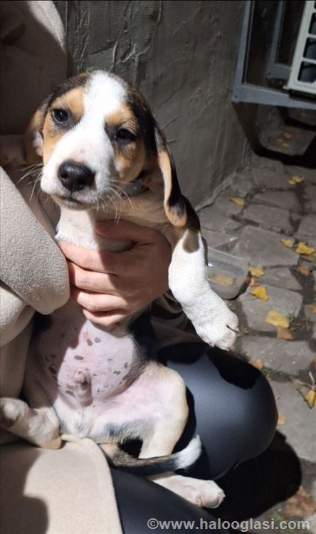 Preslatki i jako miran dečkić treba dom | Halo Oglasi