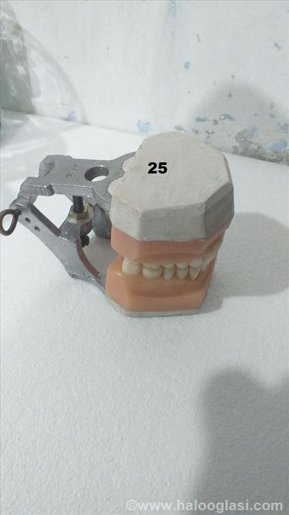 Model zuba Model zubala zub | Halo Oglasi