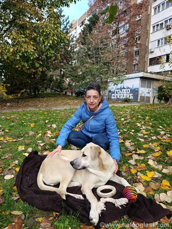 Mešanac kangala i labradora, mlad pas | Halo Oglasi