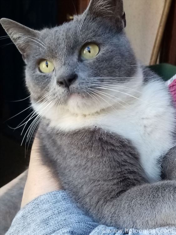 Poklanja se prelep,mlad,kastriran,sivi mačak | Halo Oglasi