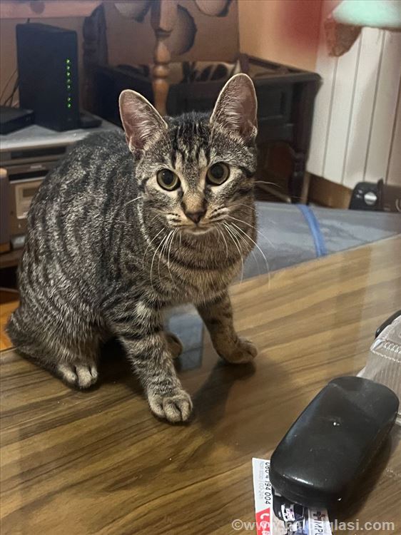 Beba iz Beograda hitno je za dom | Halo Oglasi