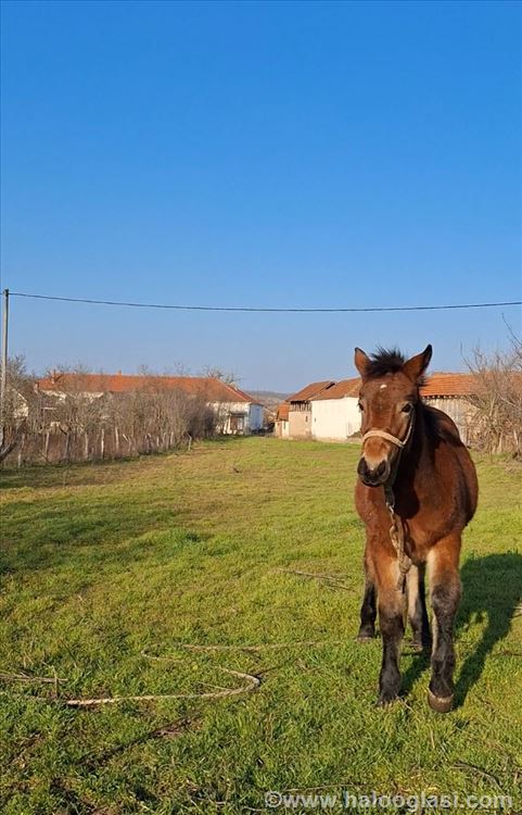 U ponudi žensko ždrebe | Halo Oglasi
