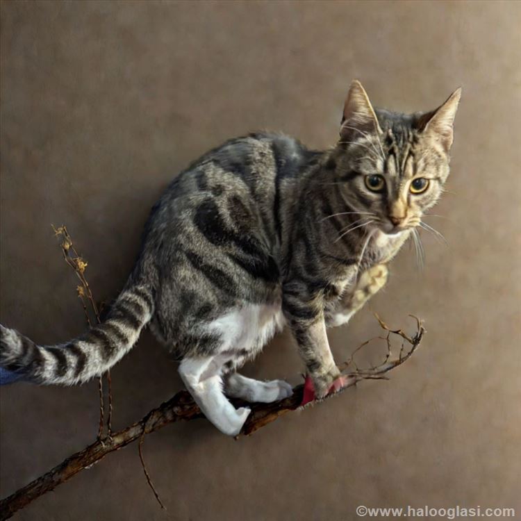 Maca Anja traži dom | Halo Oglasi