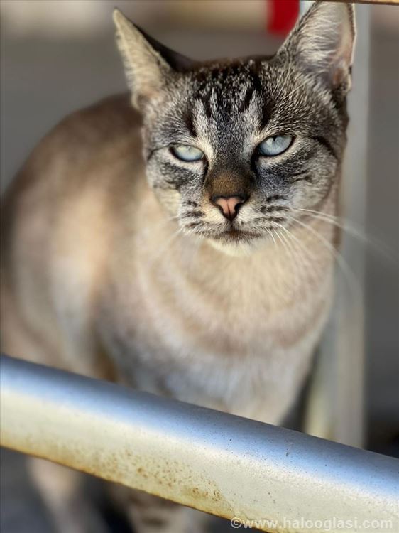 Dve Kratkodalke Mace - Tigrasta tabby i Sijamac | Halo Oglasi